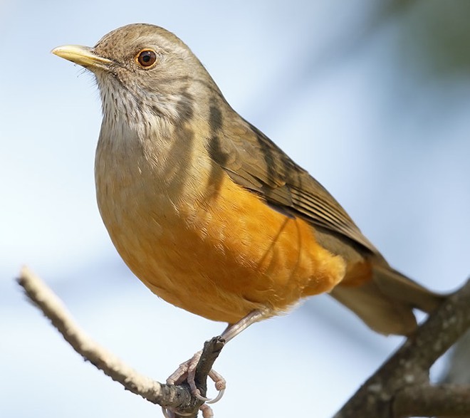 Simbologia histórica das aves